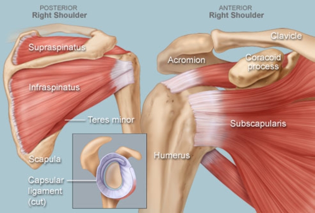 Dr Somesh Deb Rotator Cuff Tear Treatment In Kolkata Shoulder 